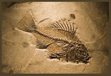 Collecting Fossils, Rocks, and Minerals