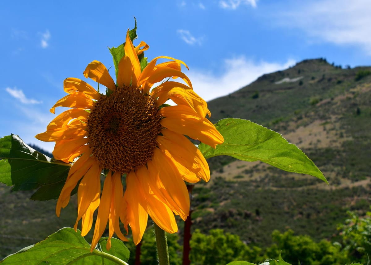 Sunflower & Mt. Zion