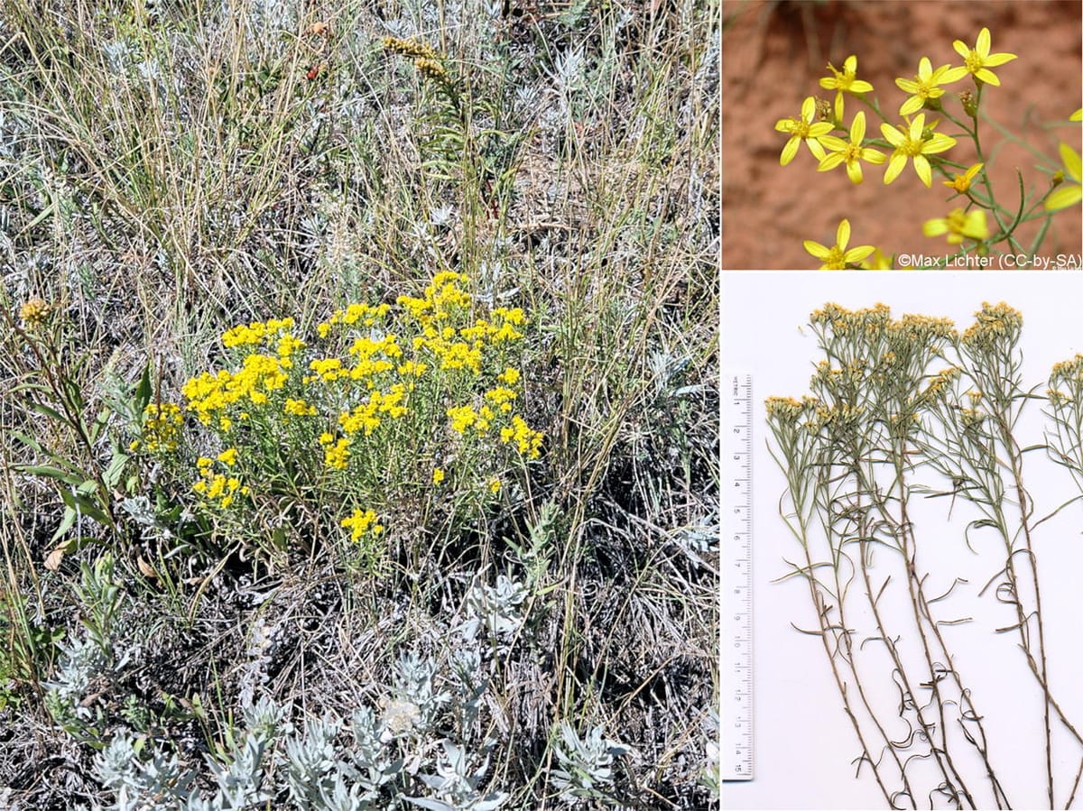 What’s Blooming Along Golden’s Trails? Broom Snakeweed!